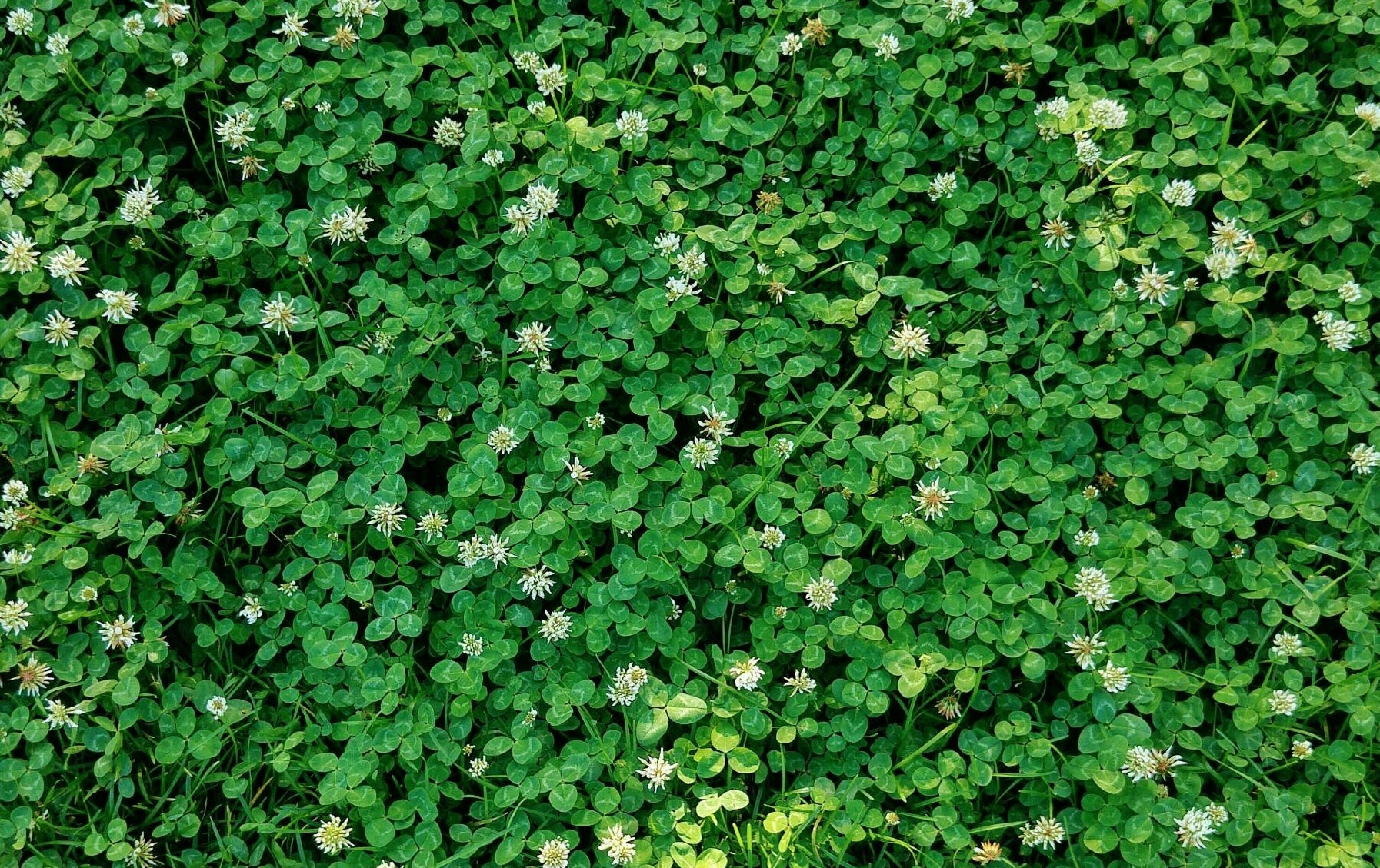 Clover in lawn removal store