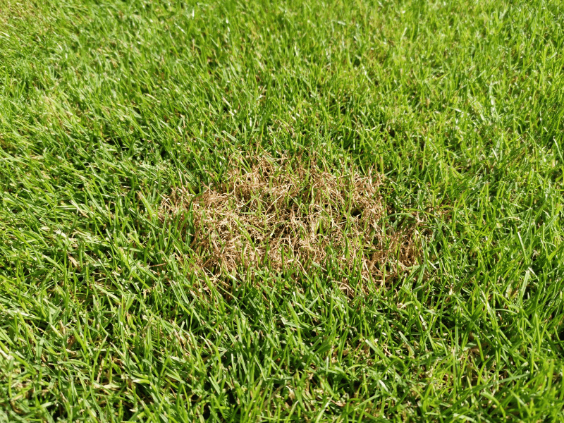How to Deal With Red Thread in Your Lawn: Causes & Prevention – So & Mo