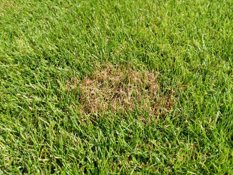 What is Red Thread and How Do I Remove It from My Lawn? – So & Mo