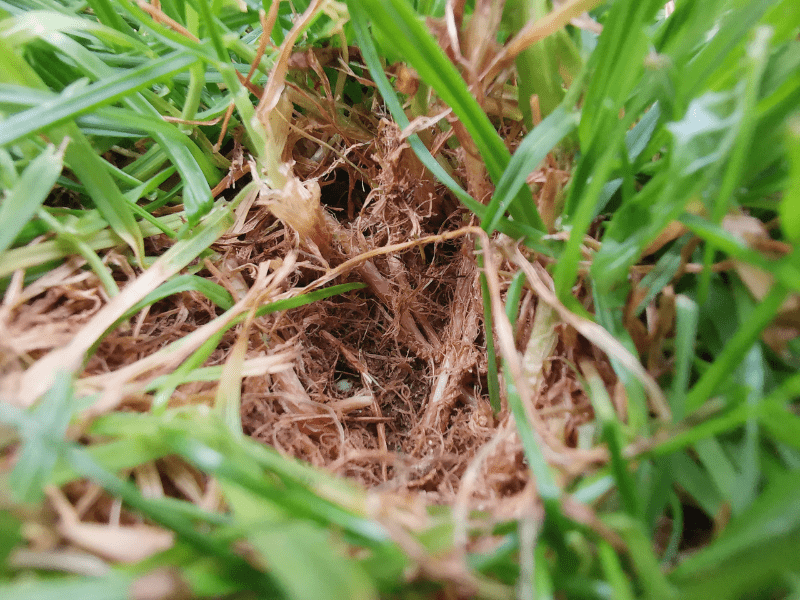 Dealing with Lawn Thatch | So & Mo