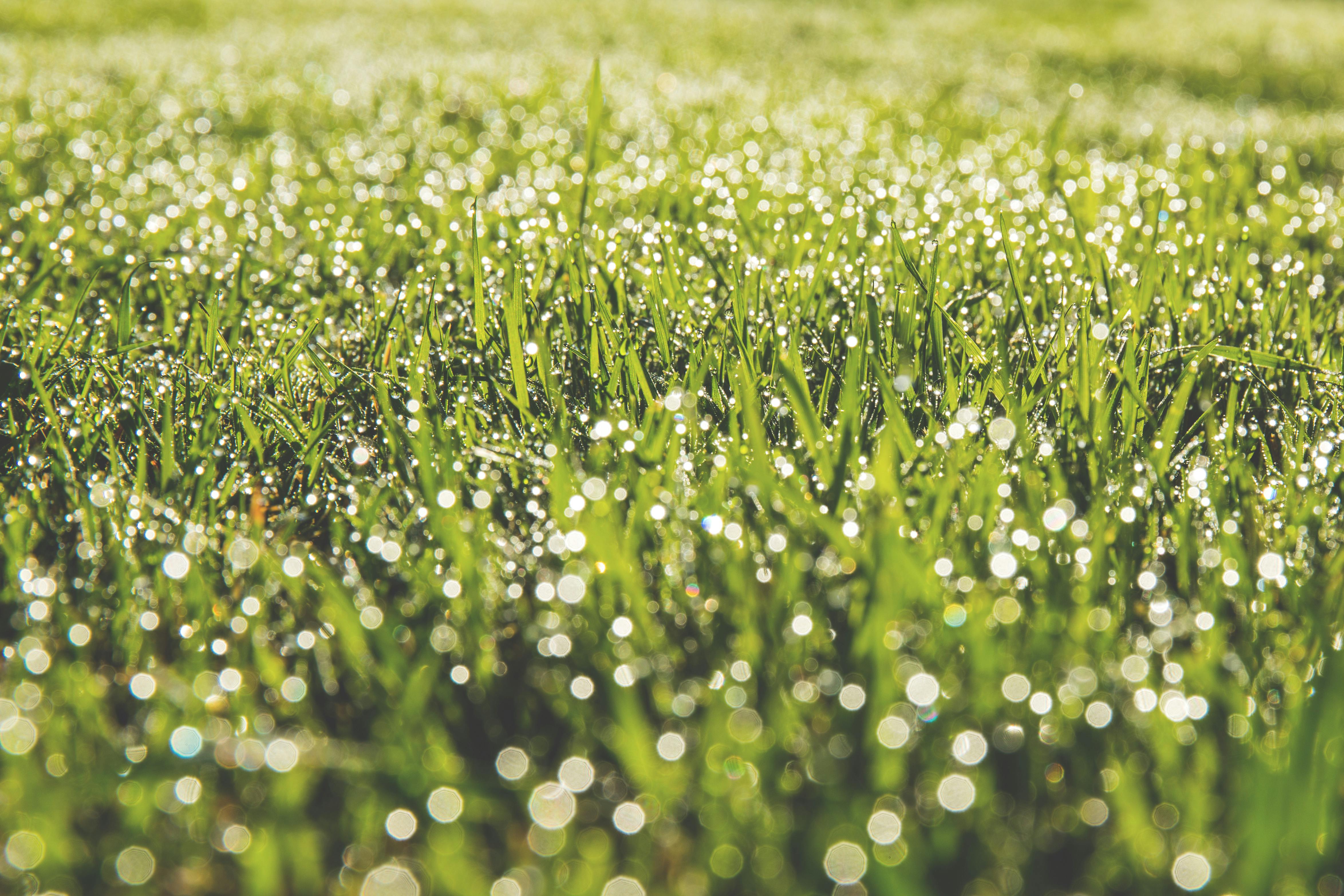 How to improve lawn drainage – So & Mo